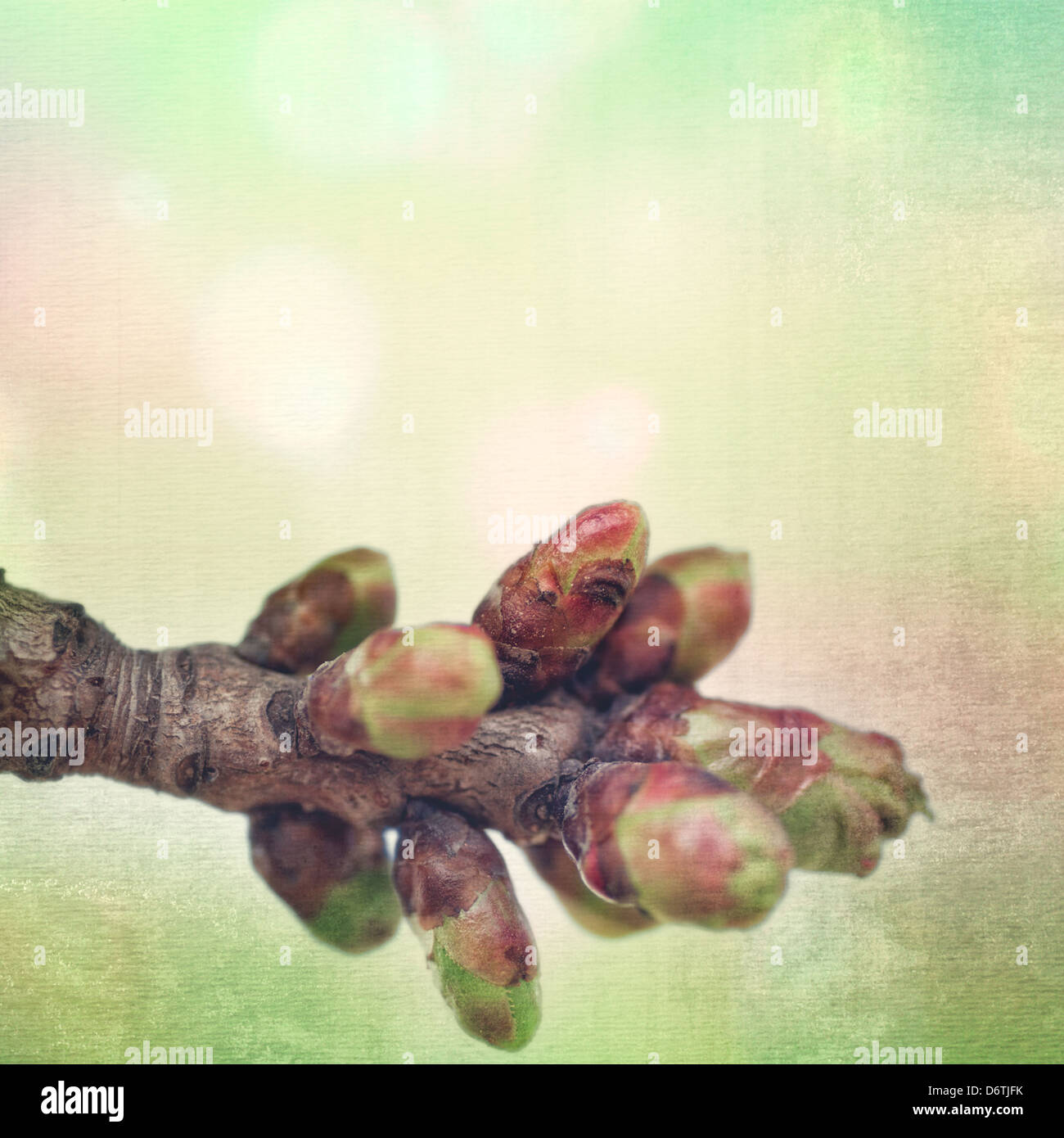 textured old paper background with spring blossoming tree buds Stock ...