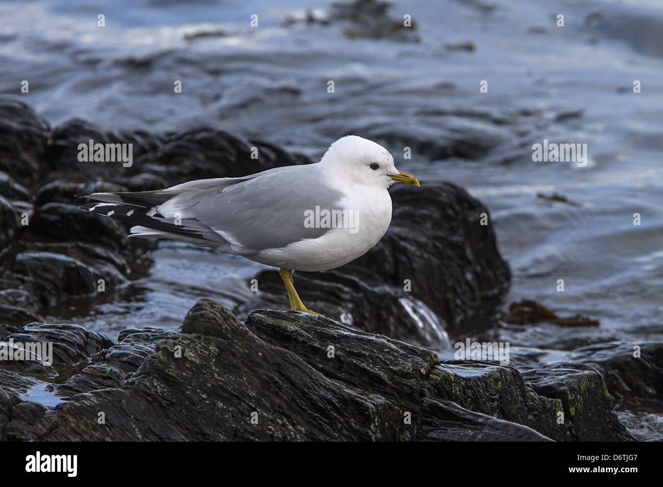 Common Gull on the sea shore. Isle of Jura Scotland Stock Photo - Alamy