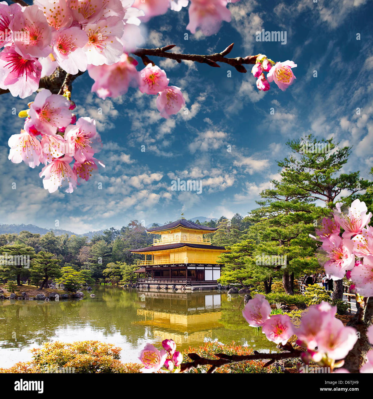 beautiful sakura season , Japan Stock Photo - Alamy