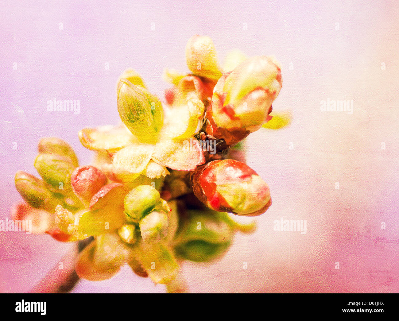 textured old paper background with spring blossoming tree buds Stock ...