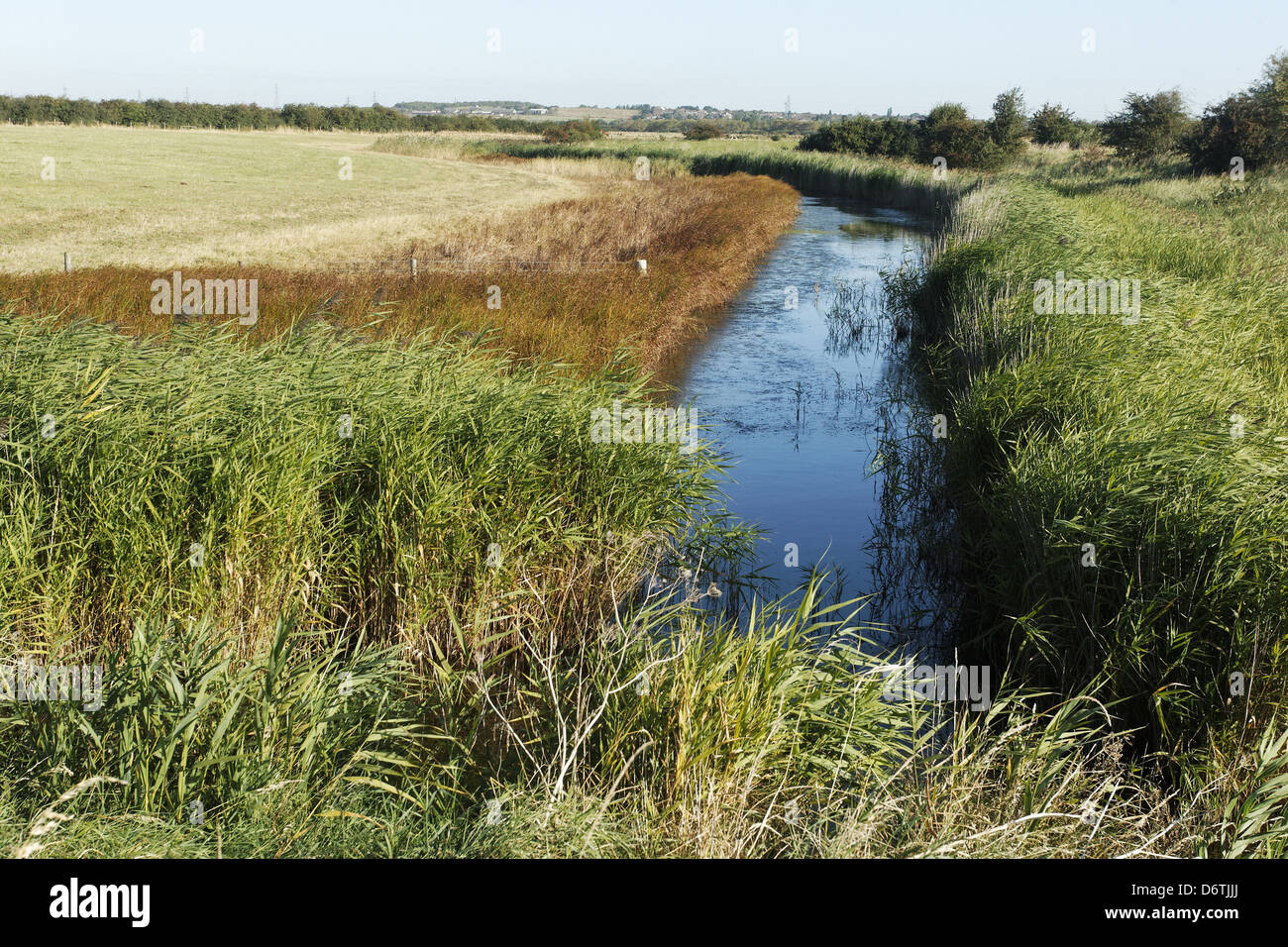 View freshwater dyke coastal grazing marsh habitat West Canvey Marsh ...