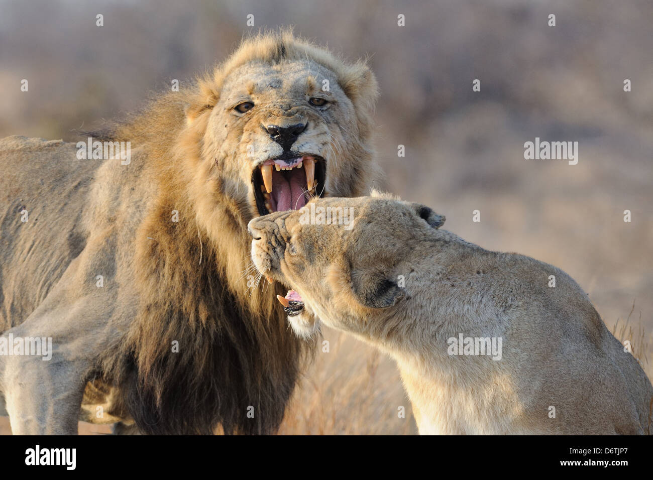 Lion and lioness fighting hi-res stock photography and images - Alamy