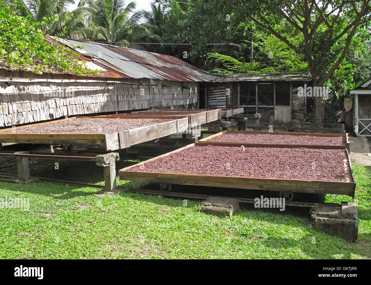 Cocoa Theobroma cacao crop beans in drying trays Fond Doux Plantation ...