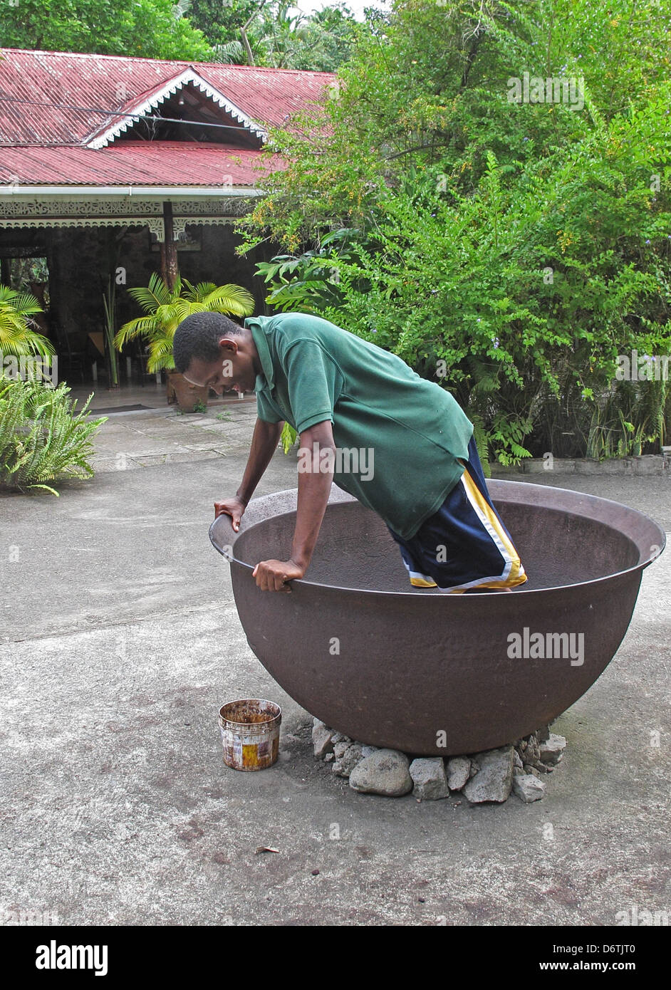 Cocoa Theobroma cacao crop beans in large bowl being coating in 'cocoa ...