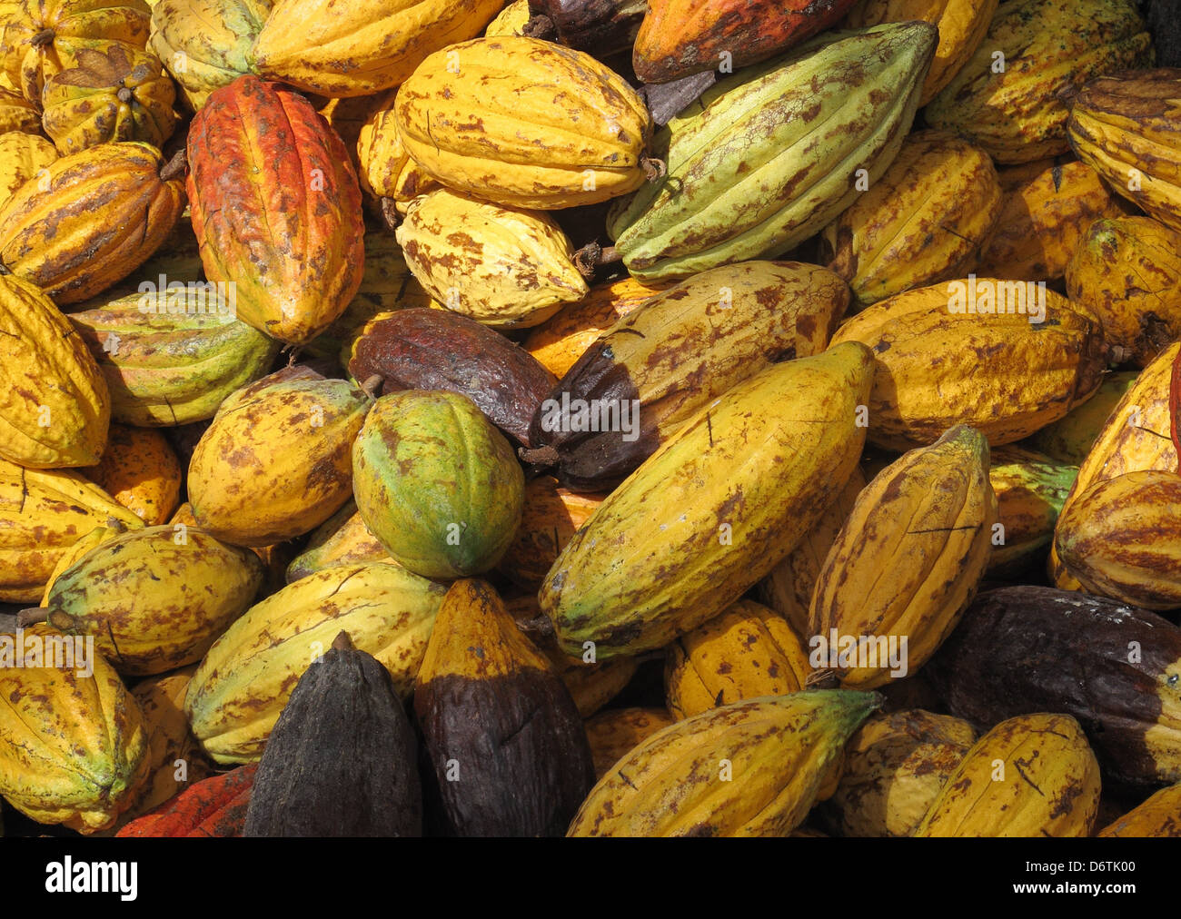 Cocoa Theobroma cacao crop close-up harvested pods Fond Doux Plantation ...