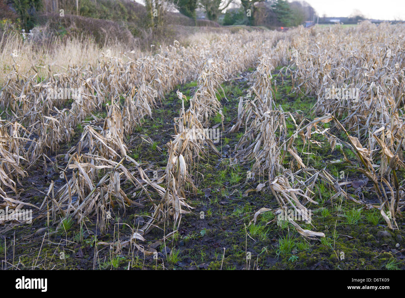 Failed Crops High Resolution Stock Photography and Images - Alamy