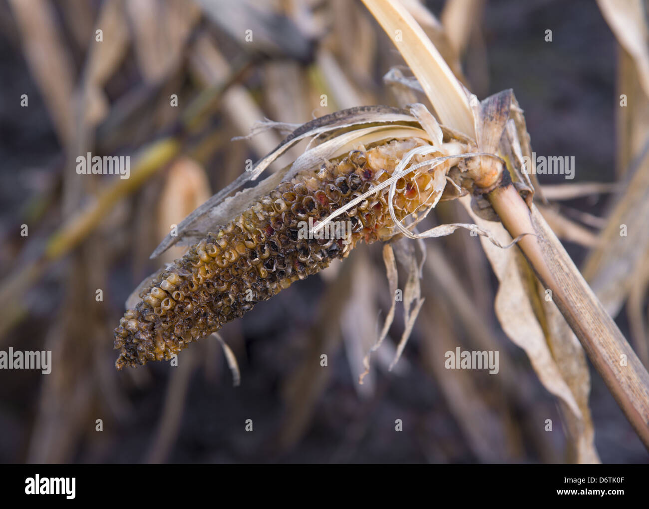 Failed Crops High Resolution Stock Photography and Images - Alamy