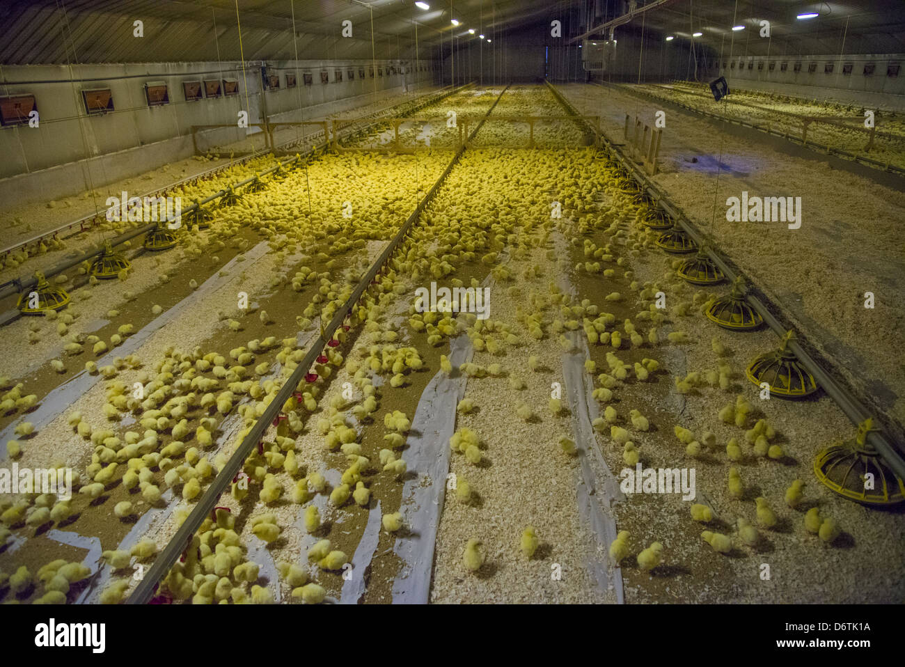 Chicken farming one-day old Ross 308 broiler chicks automatic drinkers ...