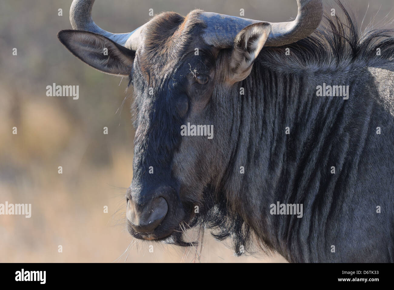 Blue wildebeest eating grass hi-res stock photography and images - Alamy