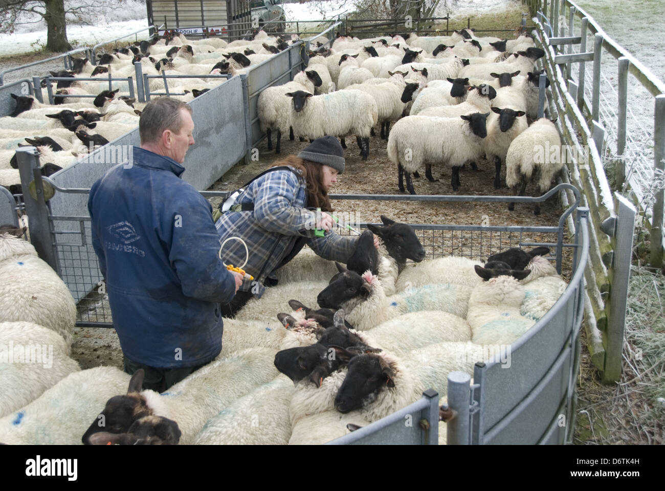 Drench sheep hi-res stock photography and images - Alamy