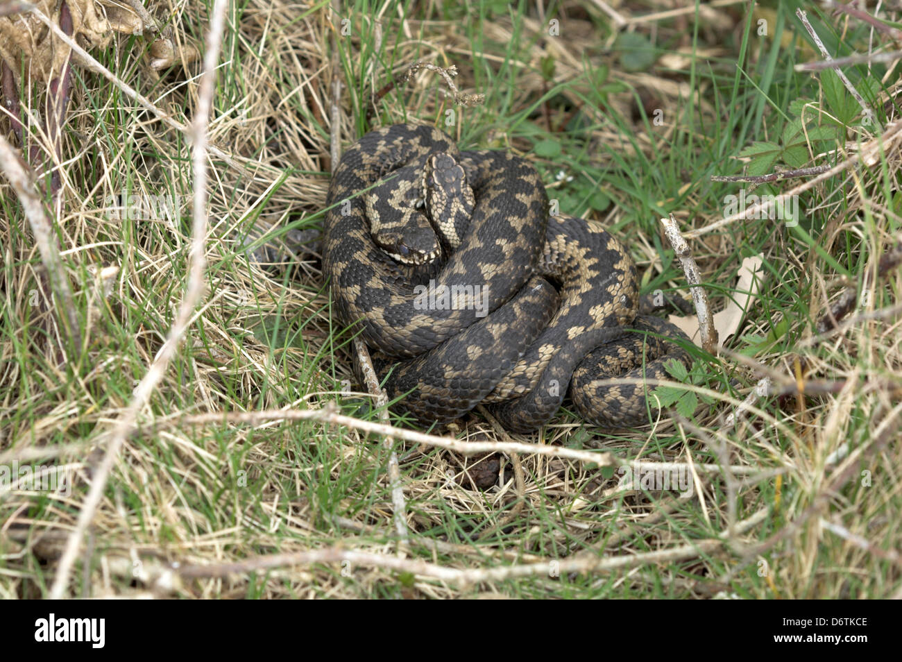 Curled around grass hi-res stock photography and images - Alamy