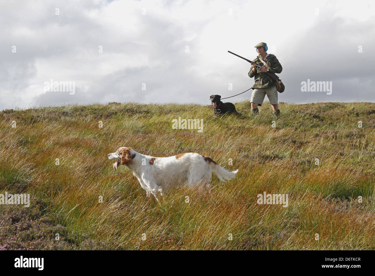 Grouse shooting, man with shotgun, retriever and setter dogs on ...