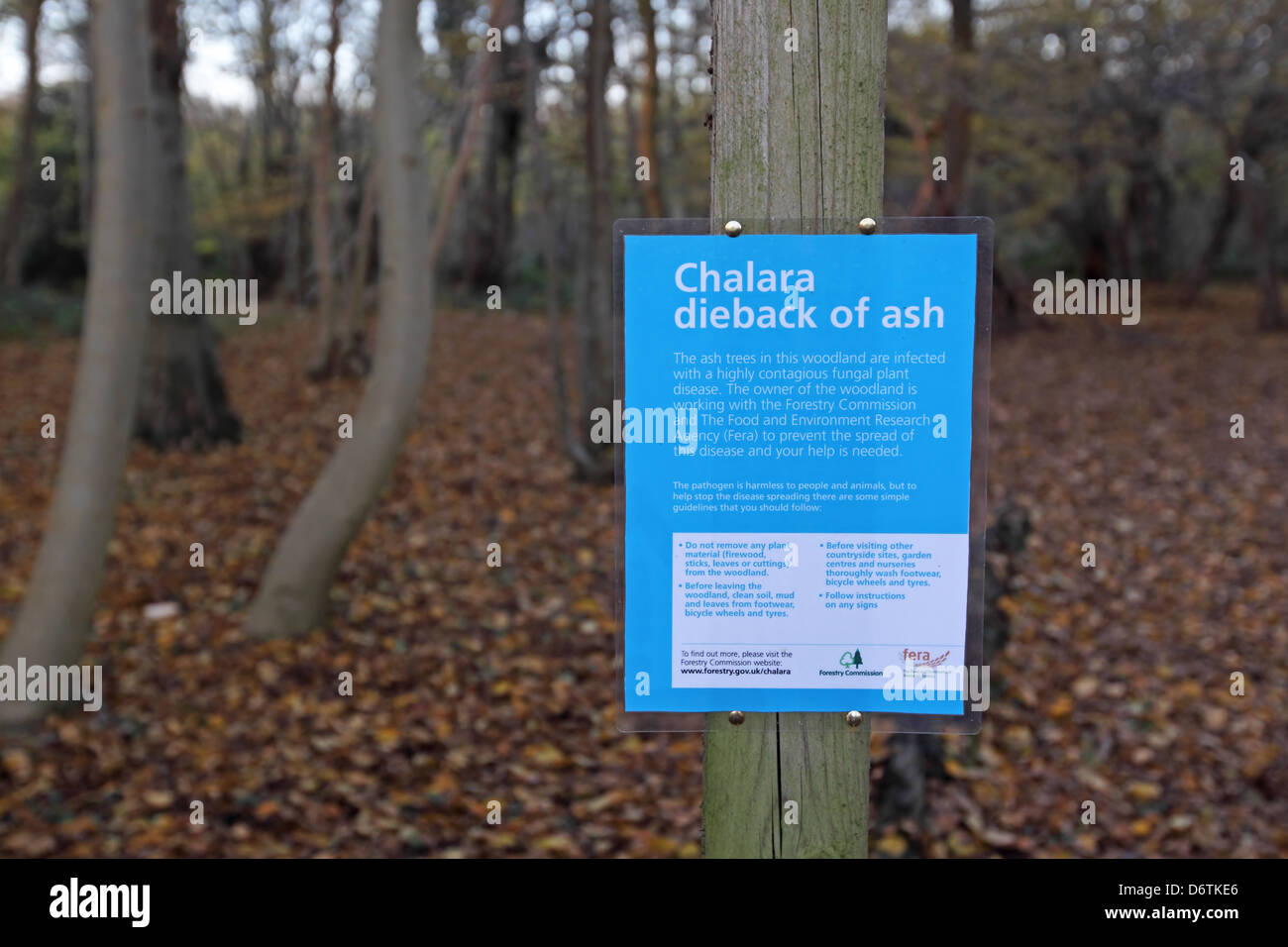 Tree diseases fungi woodland tree disease fungi forest hi-res stock ...