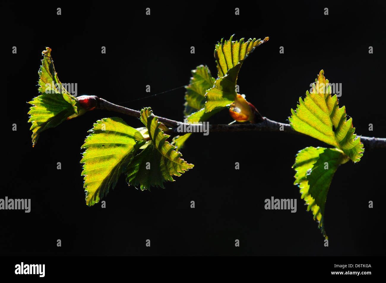 Birch hi-res stock photography and images - Alamy