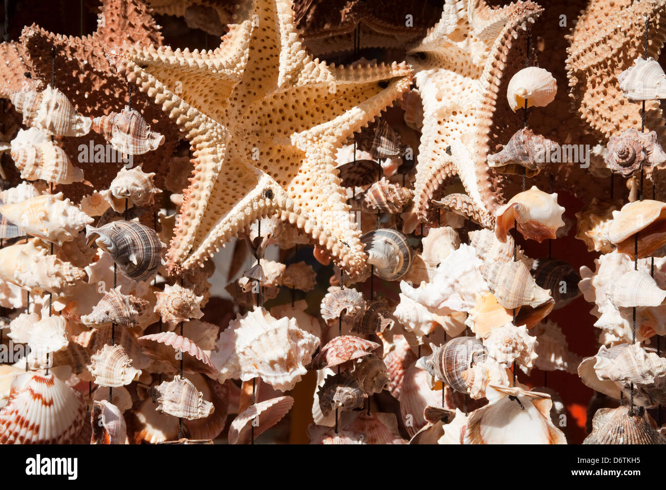 Shells in a store, Puerta Maya, Cozumel, Quintana Roo, Yucatan ...