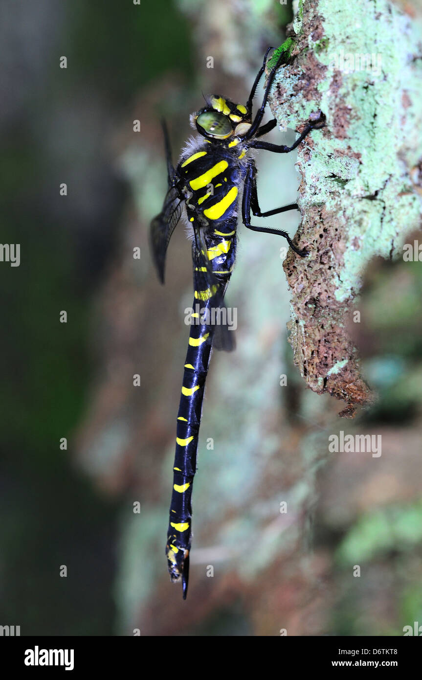 Golden ringed dragonfly at rest hi-res stock photography and images - Alamy