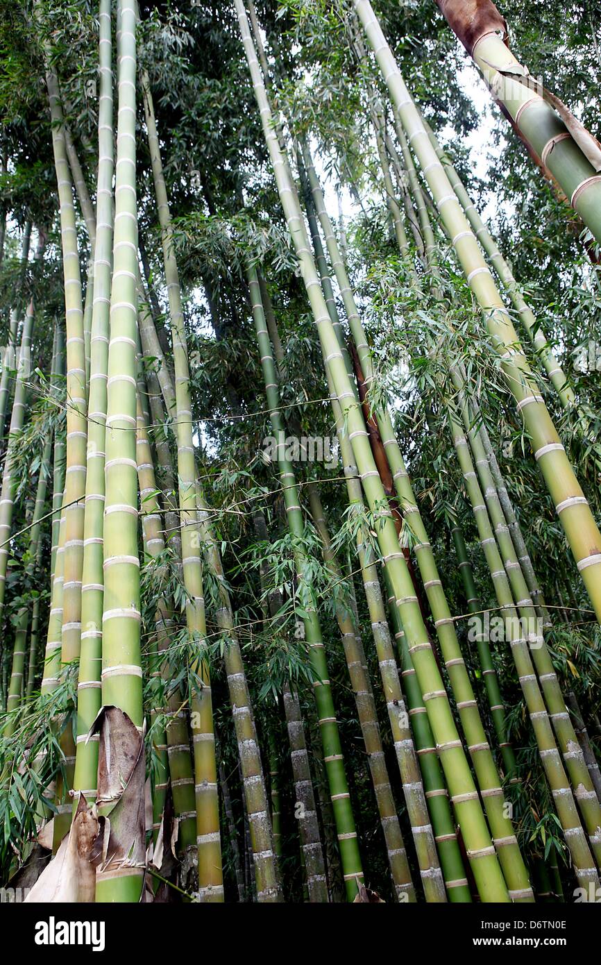 A bamboo plantation in the south of Colombia. Here bamboo grtows up ...