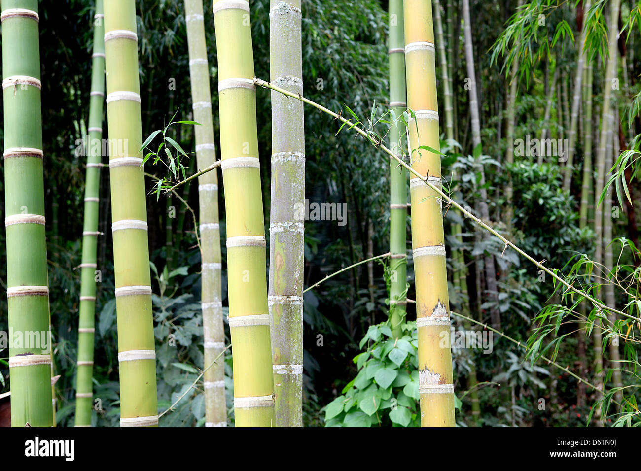 Bambusbaeume hi-res stock photography and images - Alamy