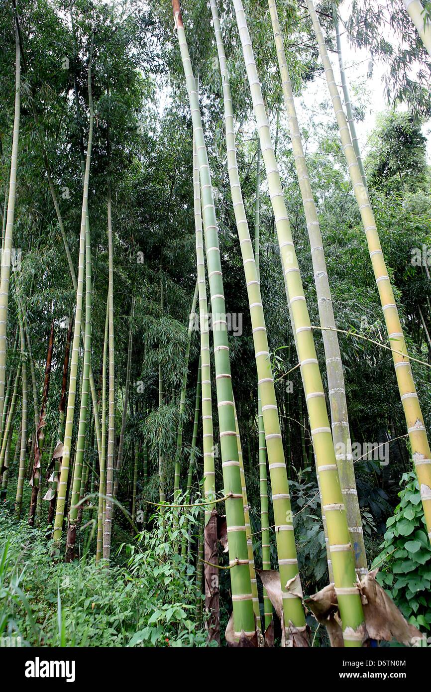 A bamboo plantation in the south of Colombia. Here bamboo grtows up ...