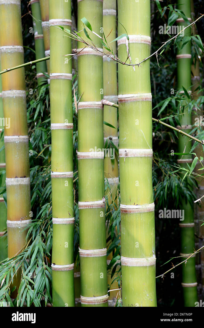 Bambusbaeume hi-res stock photography and images - Alamy