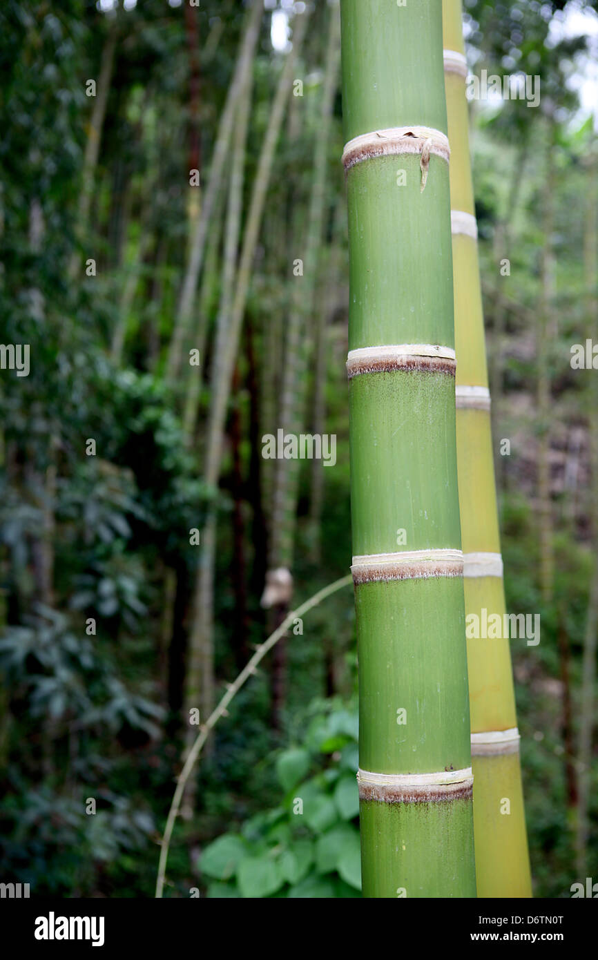 A bamboo plantation in the south of Colombia. Here bamboo grtows up ...