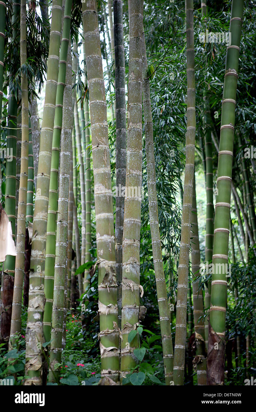 Bambusbaeume hi-res stock photography and images - Alamy