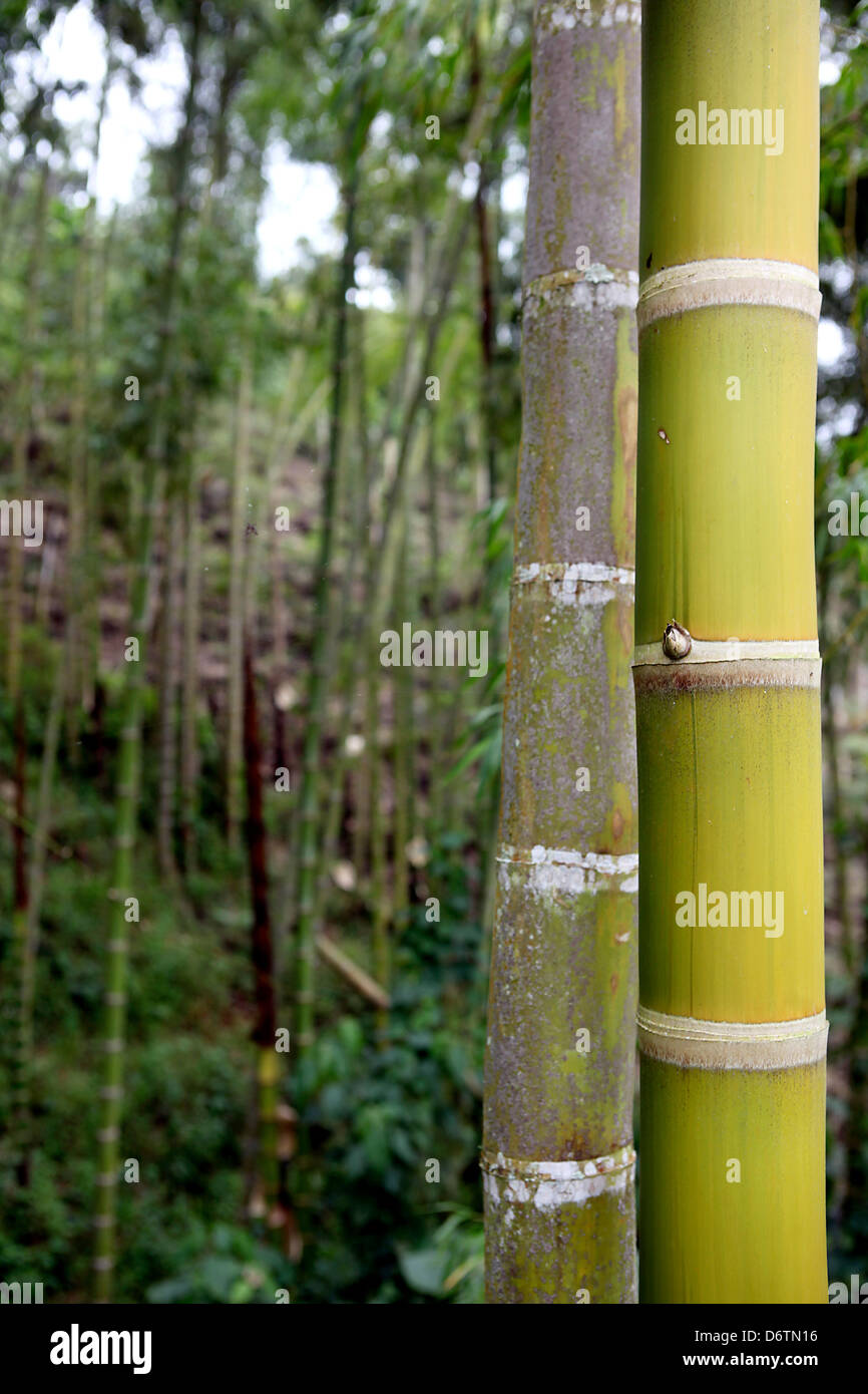 Bambusbaeume hi-res stock photography and images - Alamy
