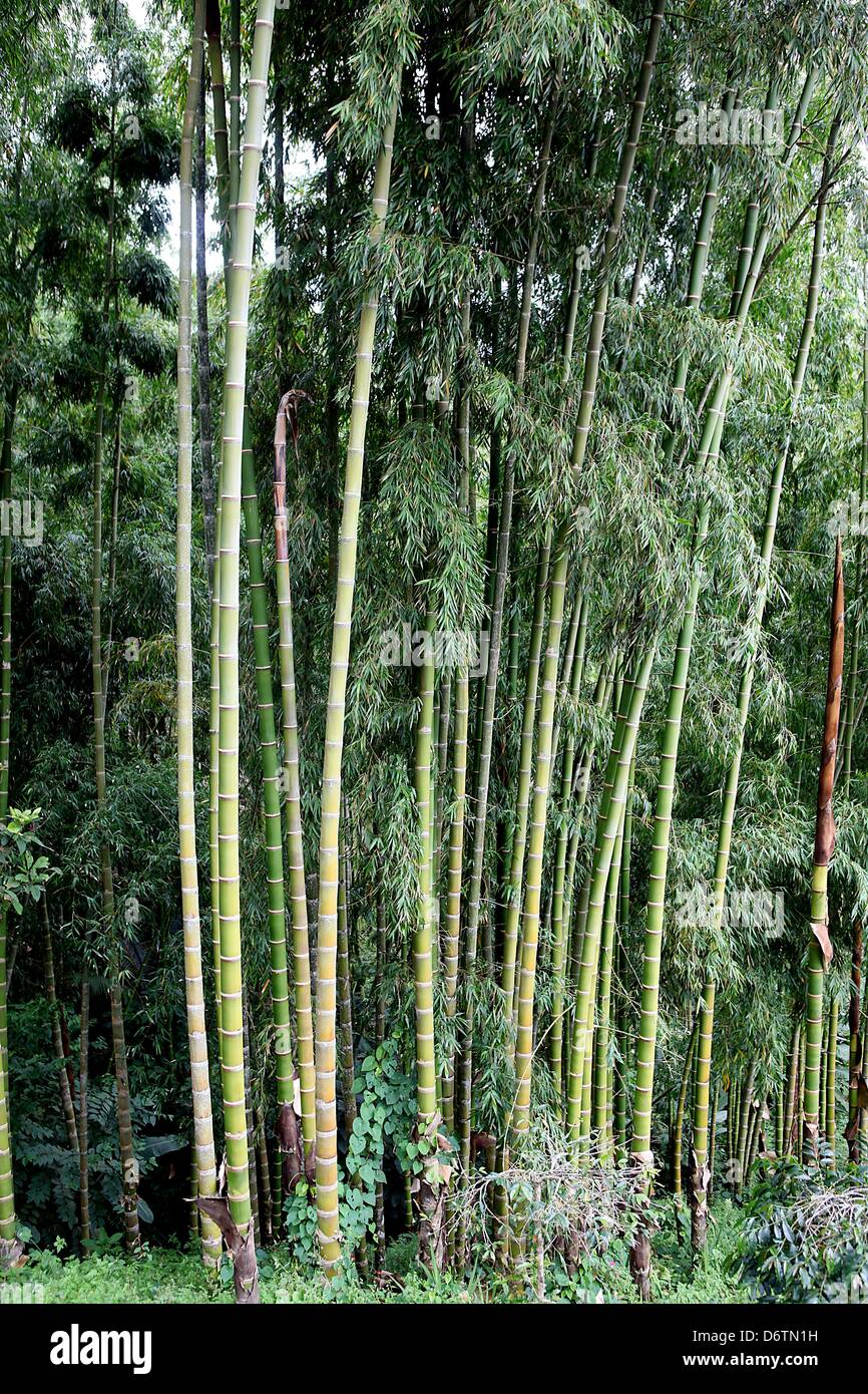 A bamboo plantation in the south of Colombia. Here bamboo grtows up ...