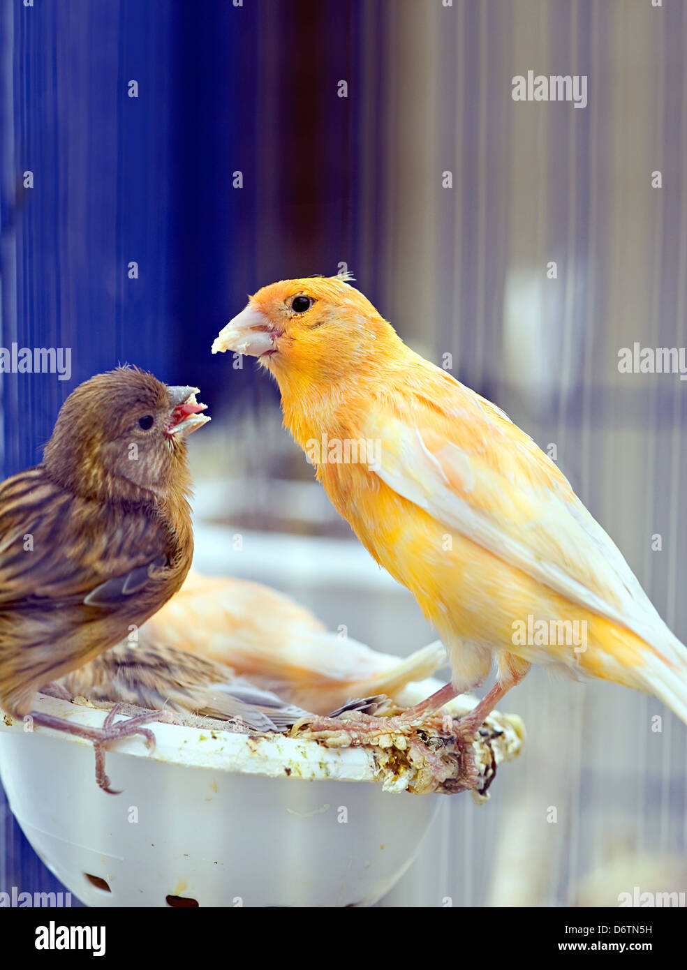Canary feed hi-res stock photography and images - Alamy