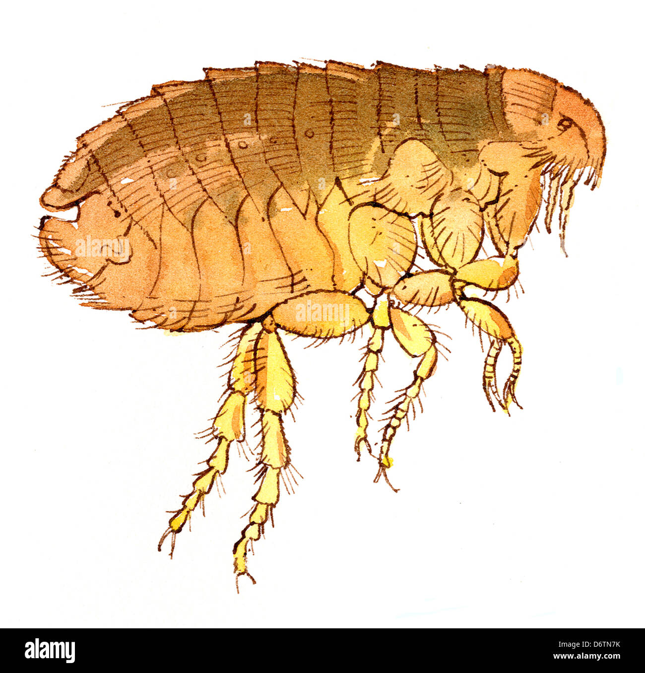 Flea bite Cut Out Stock Images & Pictures - Alamy