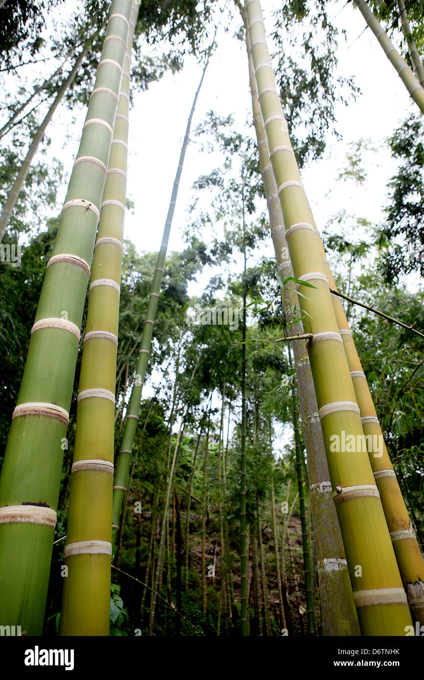 A bamboo plantation in the south of Colombia. Here bamboo grtows up ...