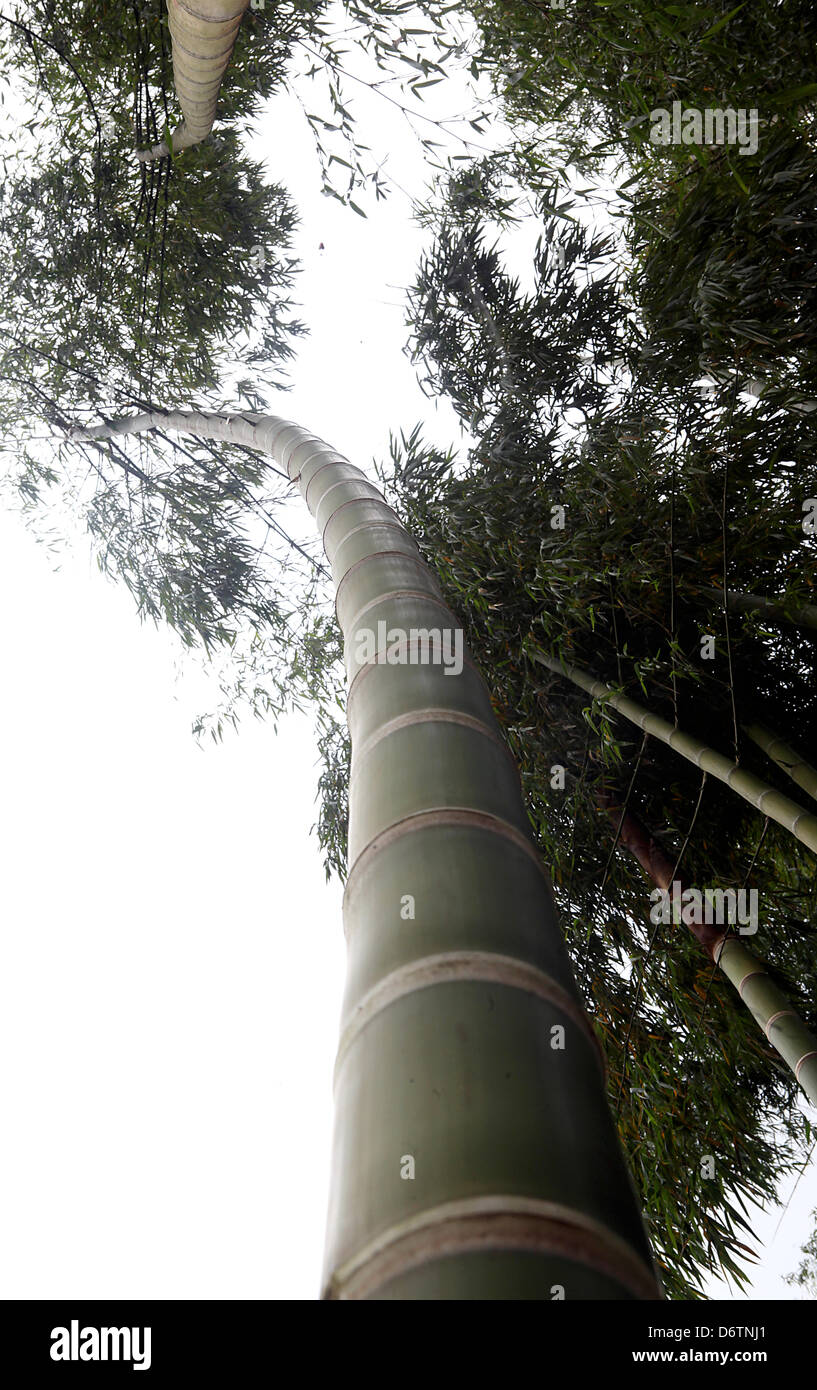 Bambusbaeume hi-res stock photography and images - Alamy