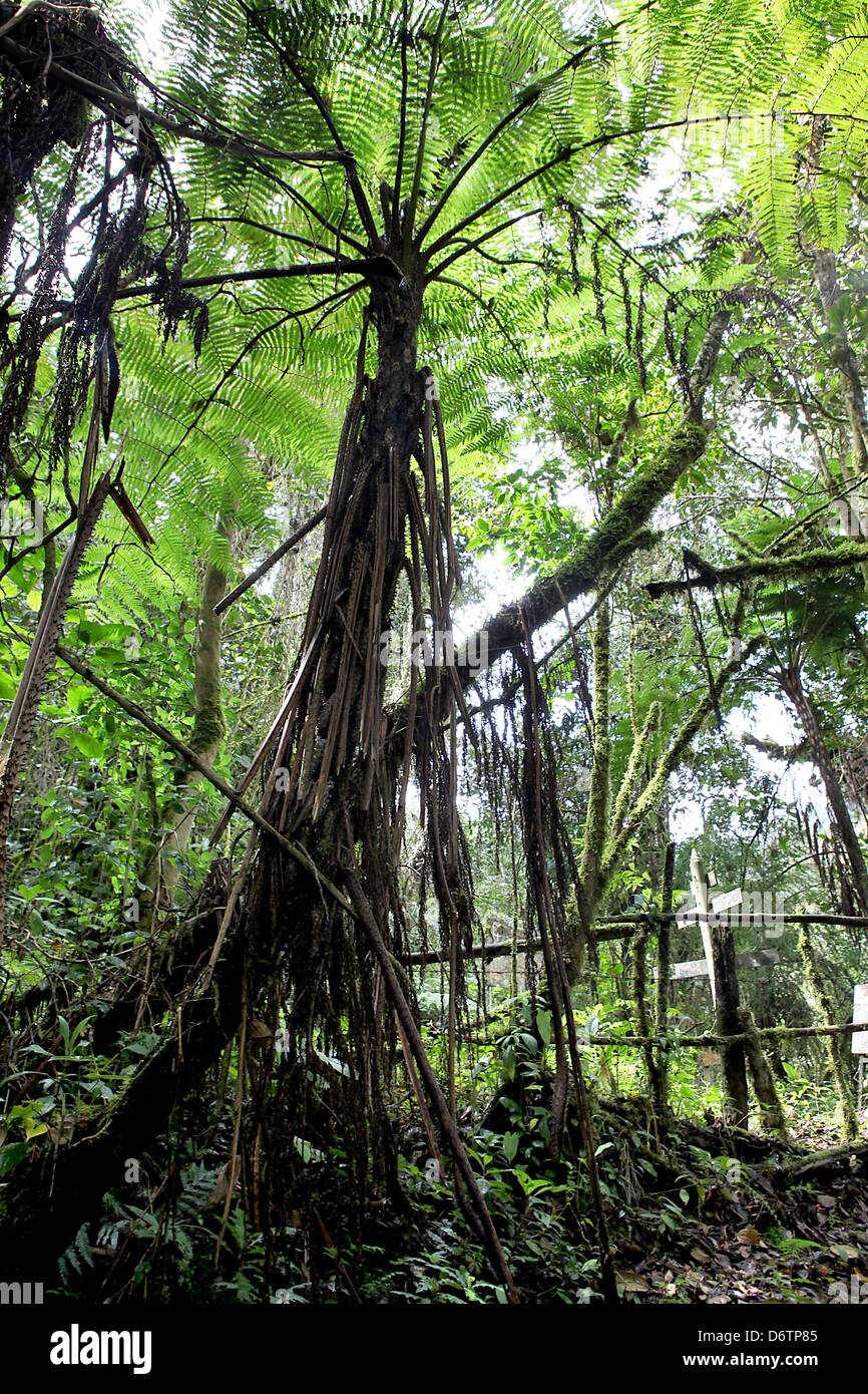 The rain forest in the south of Columbia. 53.2 million ha of the ...