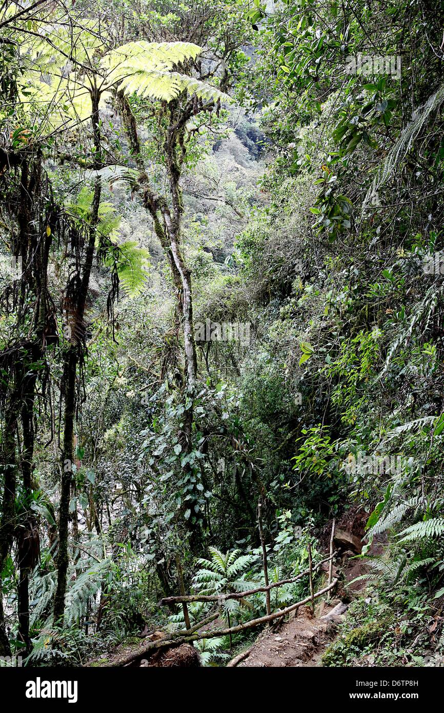 The rain forest in the south of Columbia. 53.2 million ha of the ...