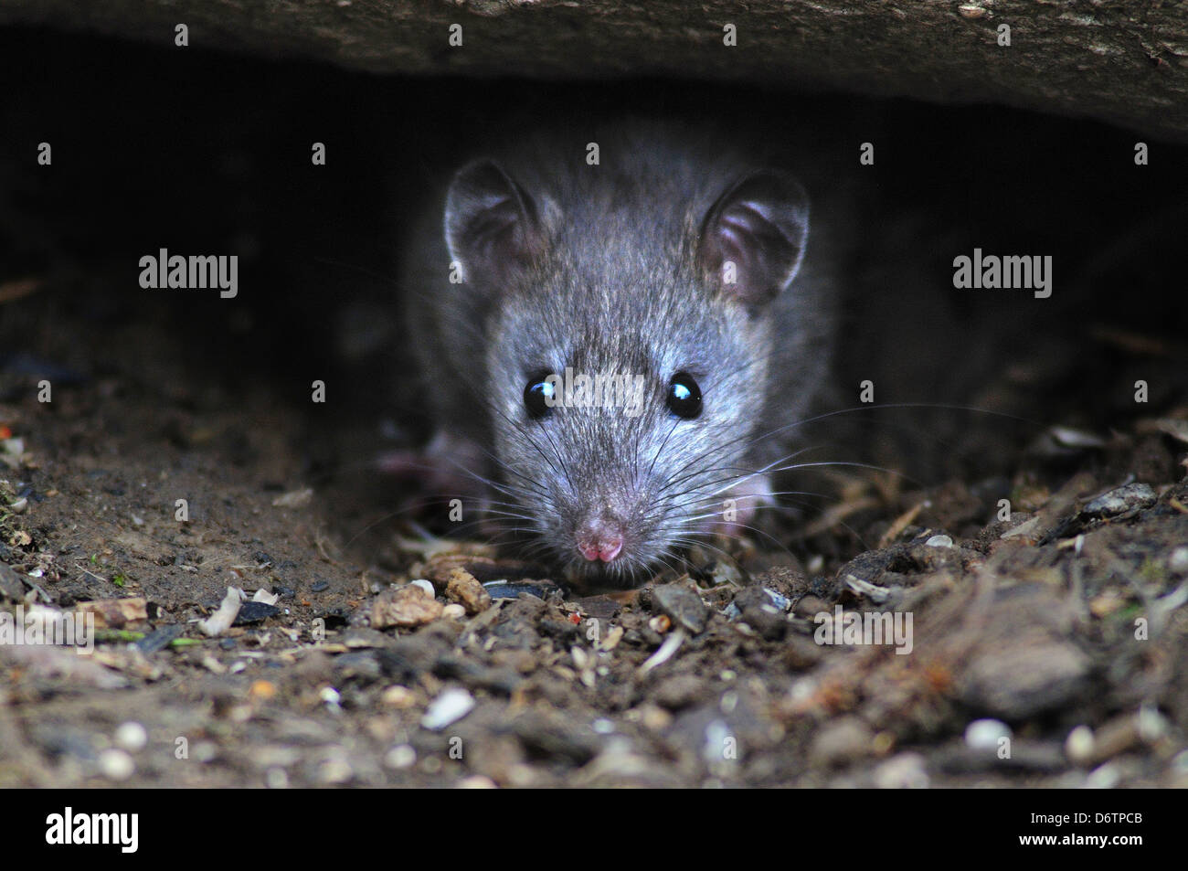 Brown rat hi-res stock photography and images - Alamy