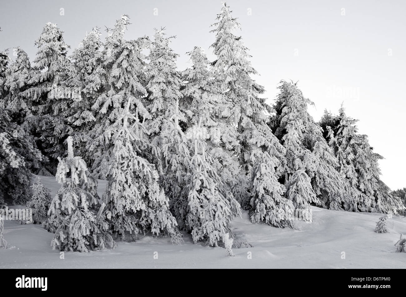 Frosted pine trees Stock Photo - Alamy