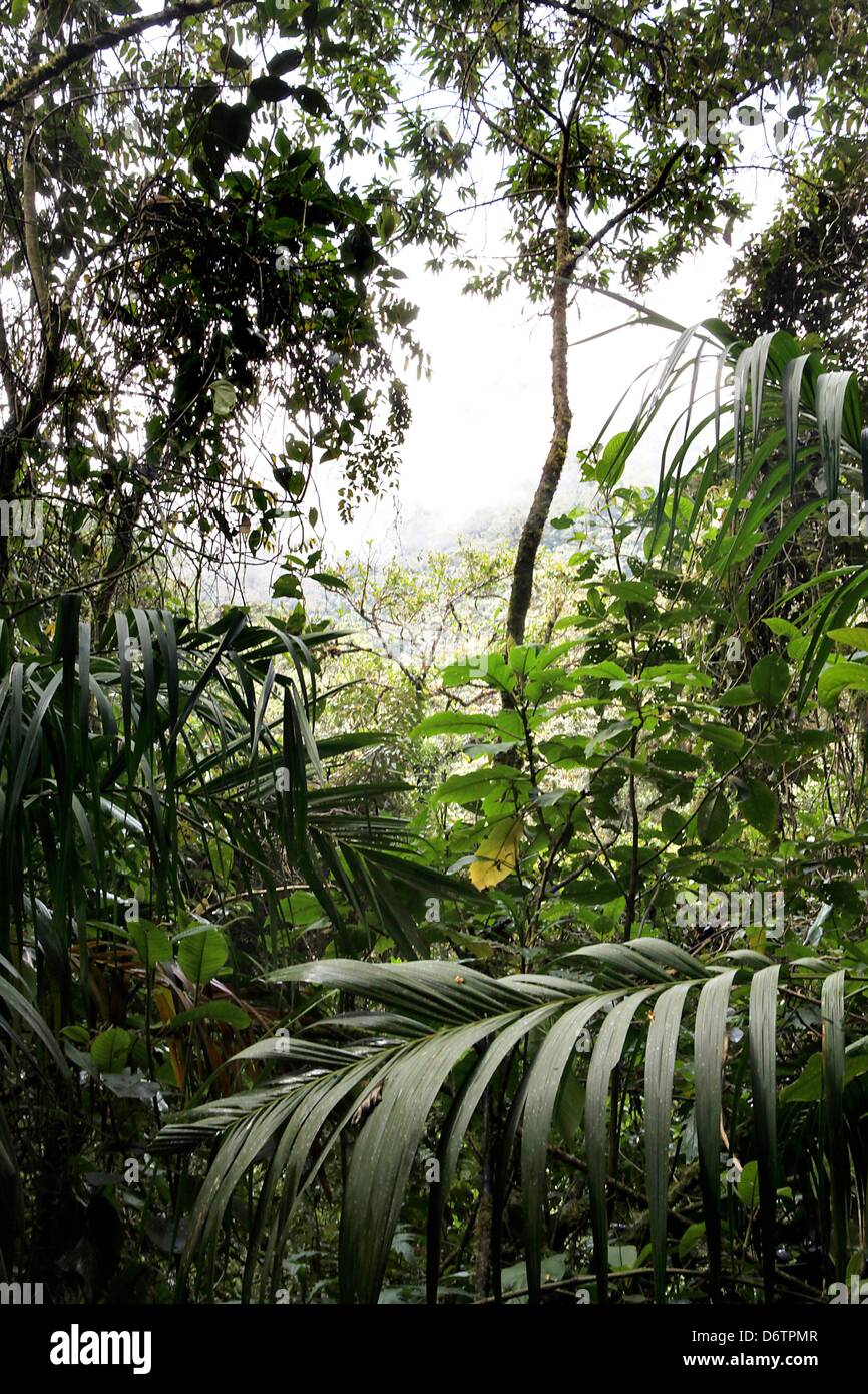 The rain forest in the south of Columbia. 53.2 million ha of the ...