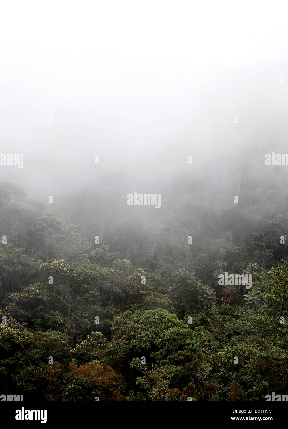The rain forest in the south of Columbia. 53.2 million ha of the ...