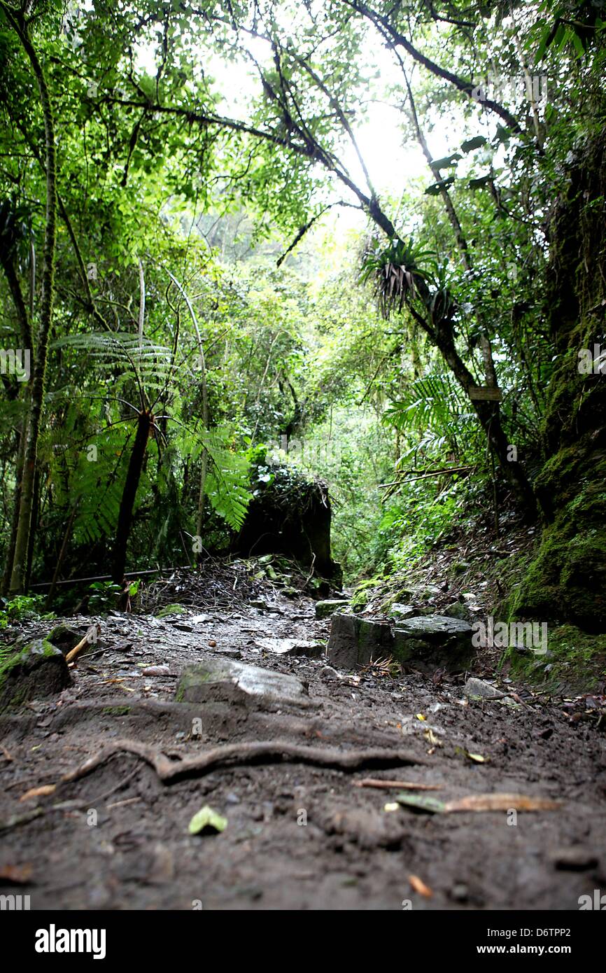 The rain forest in the south of Columbia. 53.2 million ha of the ...