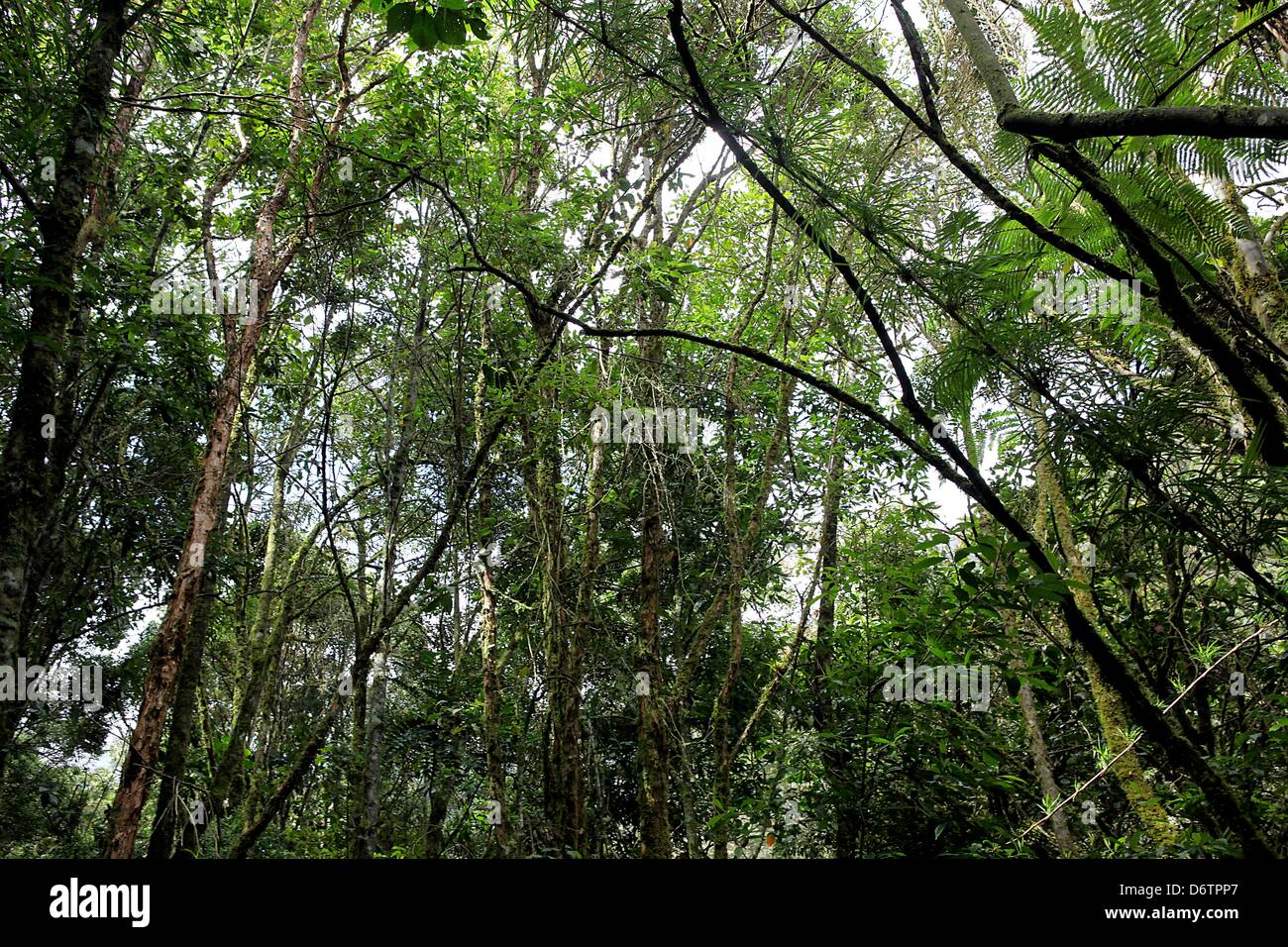 The rain forest in the south of Columbia. 53.2 million ha of the ...