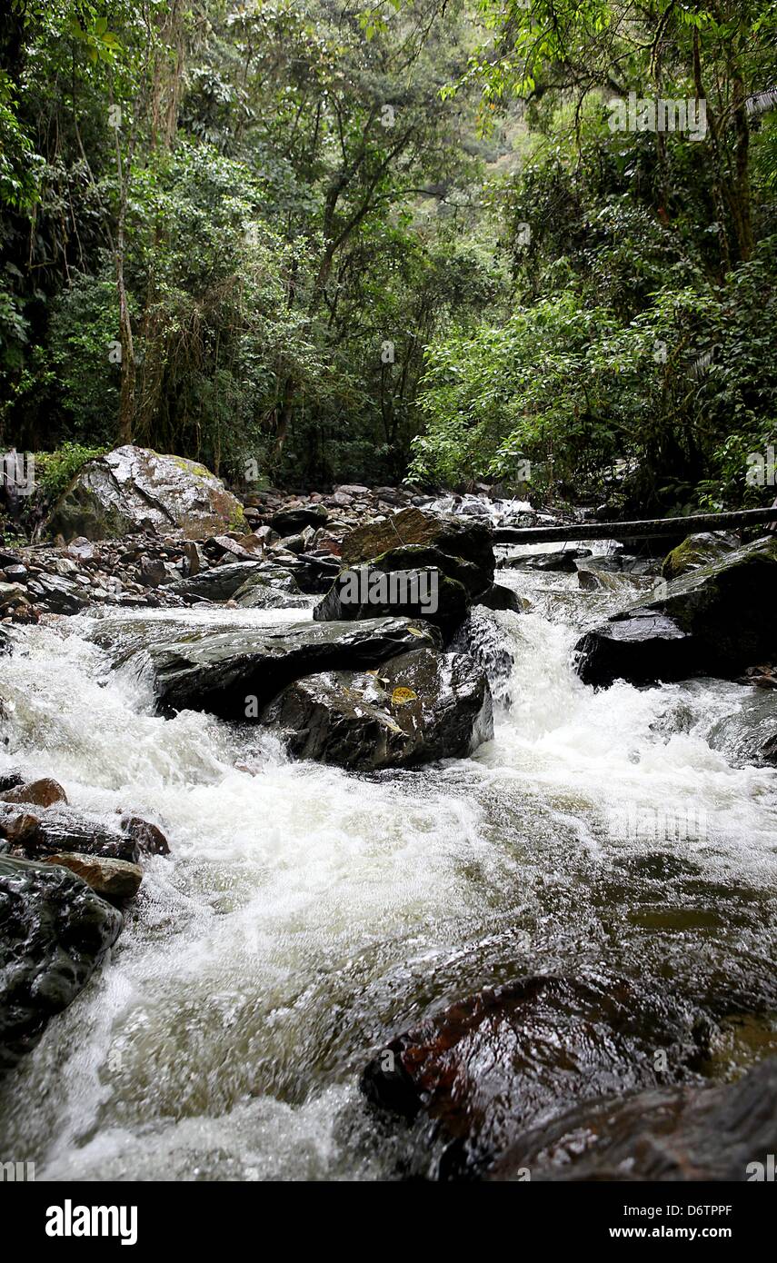 The rain forest in the south of Columbia. 53.2 million ha of the ...