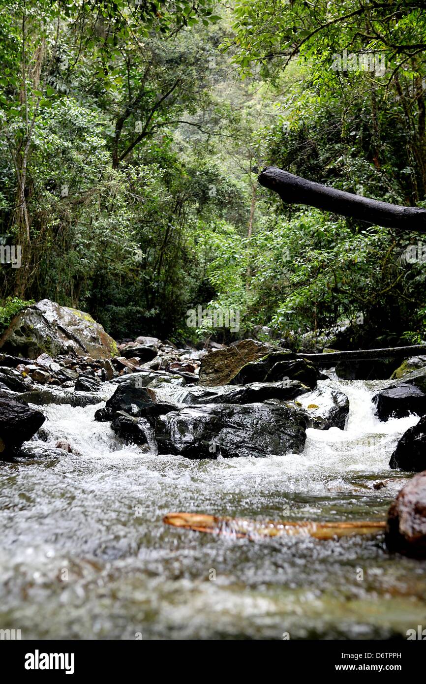 The rain forest in the south of Columbia. 53.2 million ha of the ...
