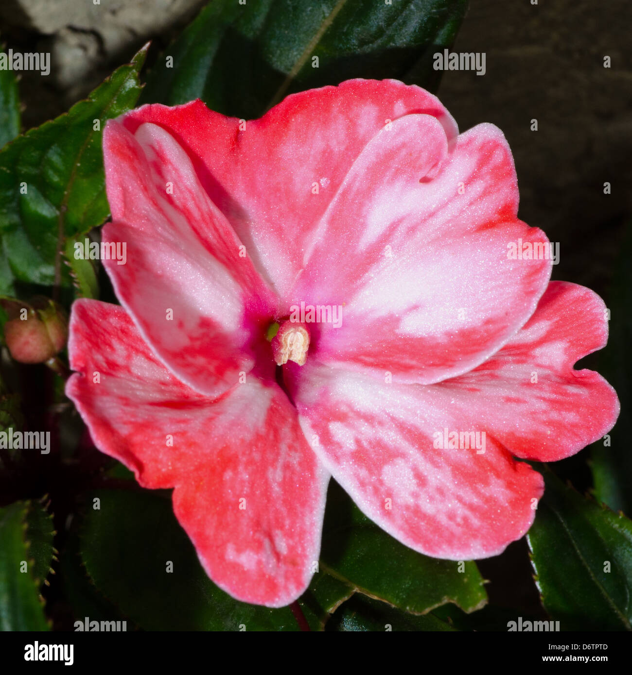 Spotted flower hi-res stock photography and images - Alamy