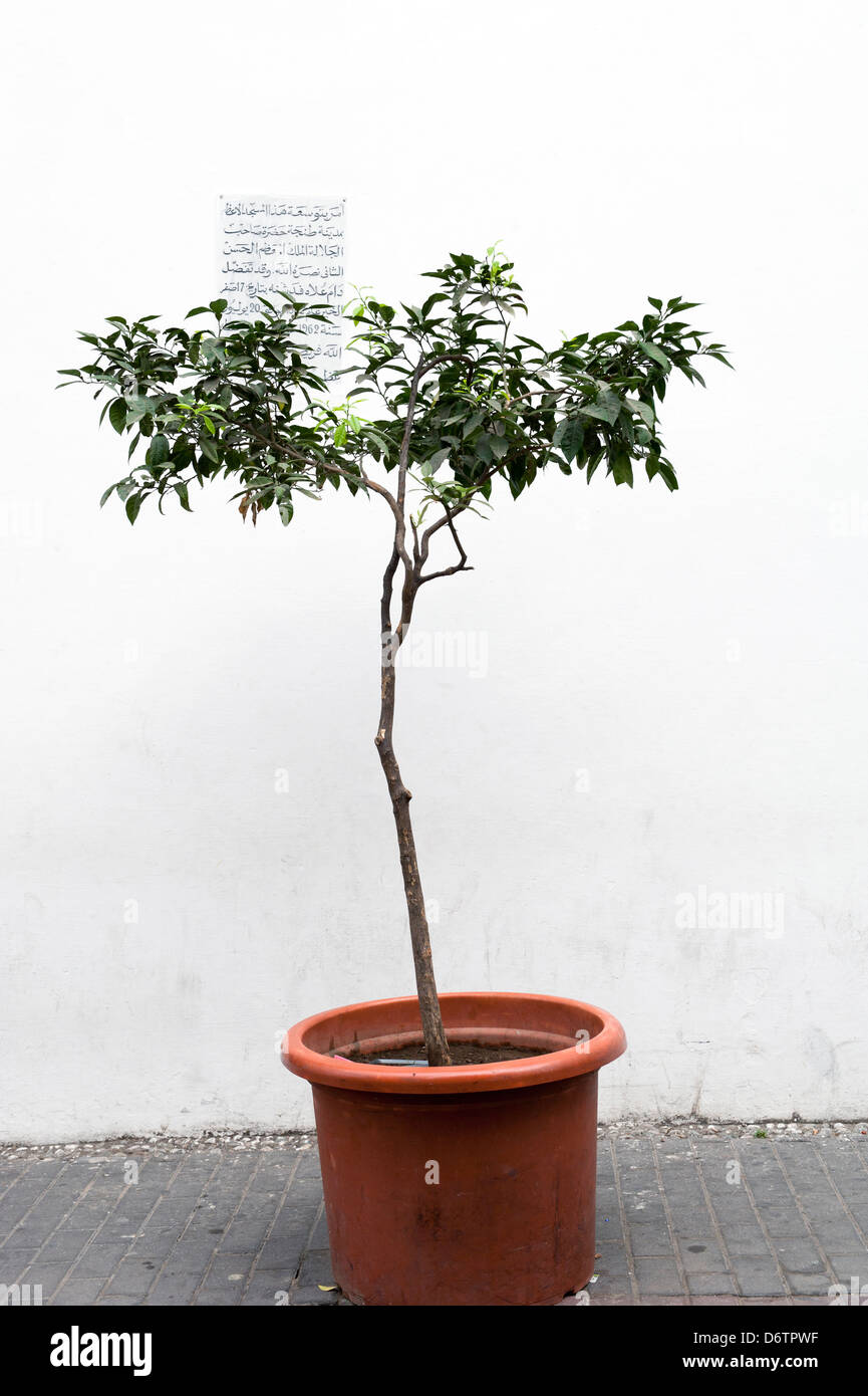 Tanger tree hi-res stock photography and images - Alamy