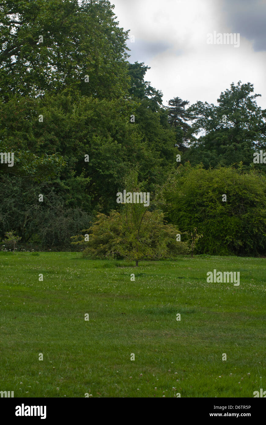 grass field ,trees Stock Photo - Alamy