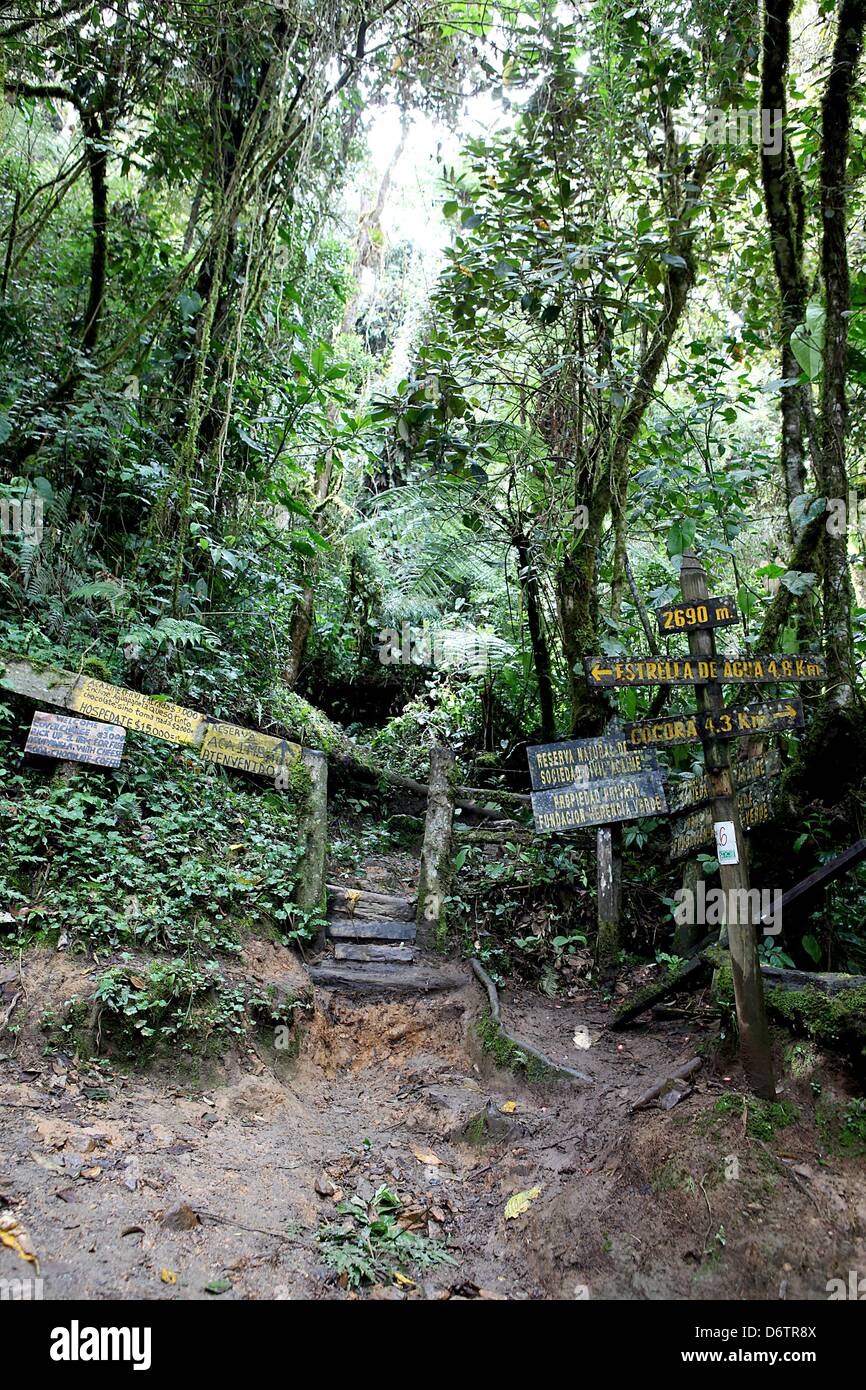 The rain forest in the south of Columbia. 53.2 million ha of the ...