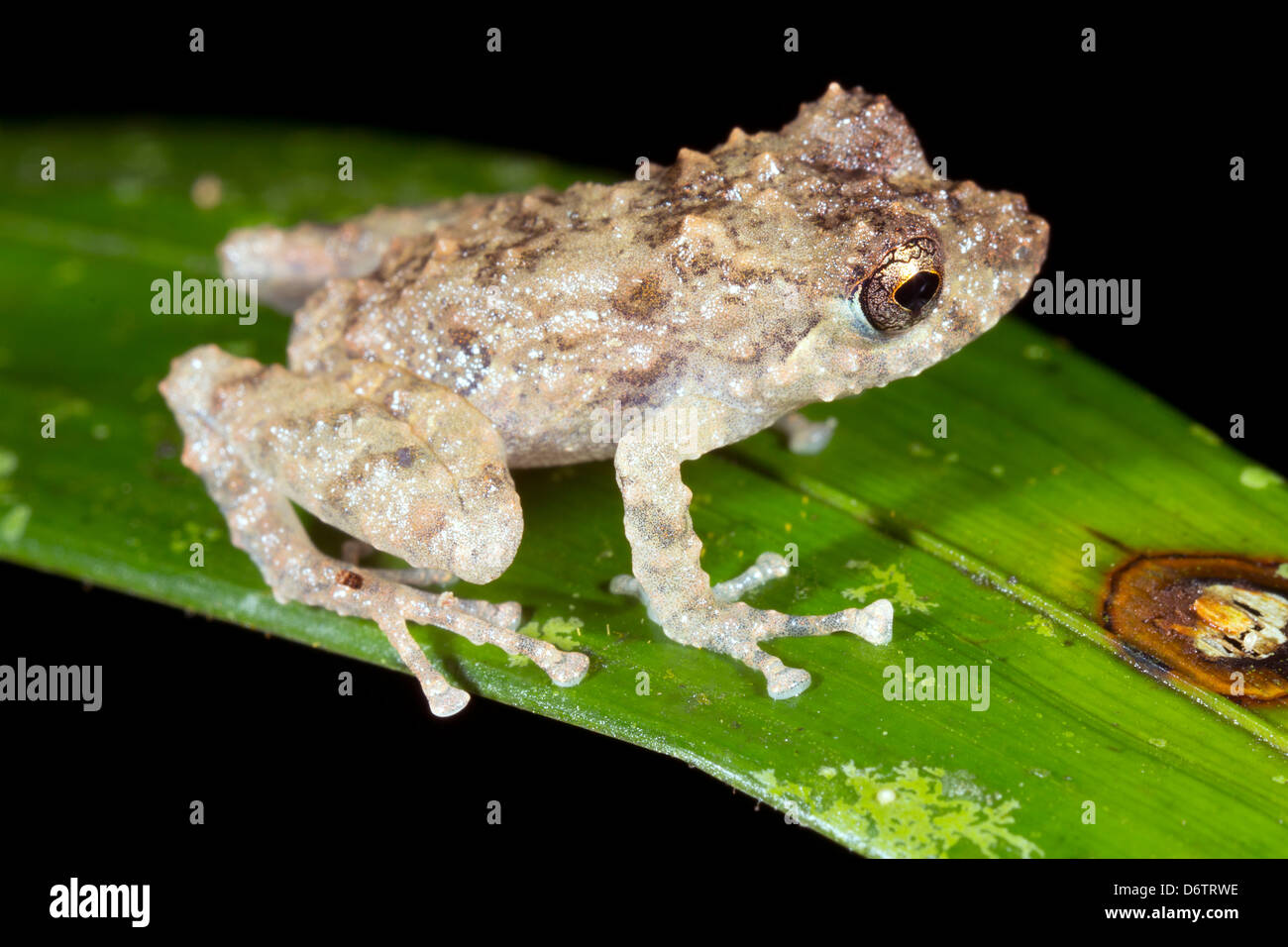 Orange-groined rain frog (Pristimantis croceoinguinis) in the ...