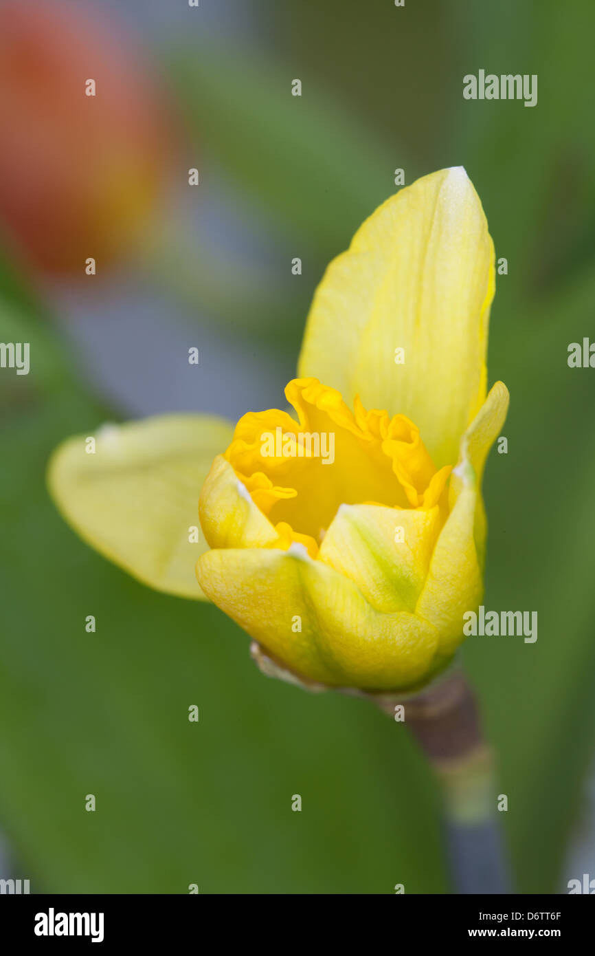 Daffodil bud hi-res stock photography and images - Alamy