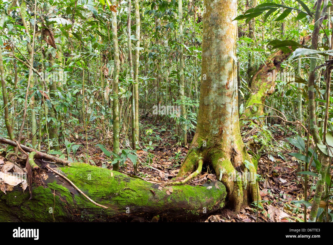 Tree growing over a decomposing log on the rainforest floor in Ecuador ...