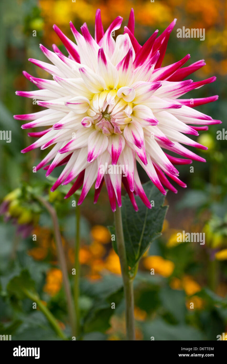 Dahlie, Cactus-Dahlie, Dahlia hybrida, Asteraceae Stock Photo - Alamy